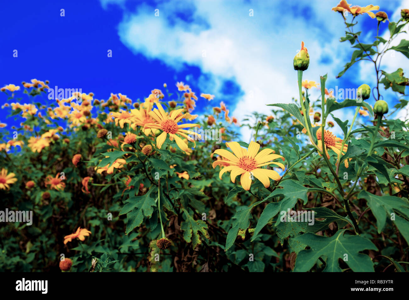 Bua tong flower of Thailand with beautiful at the blue sky Stock Photo ...