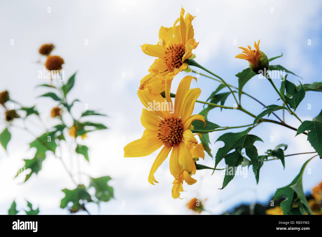Tong blossom hi-res stock photography and images - Alamy