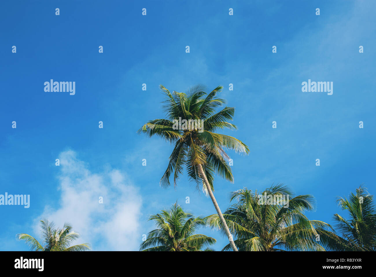 Coconut tree at blue sky with color background Stock Photo - Alamy