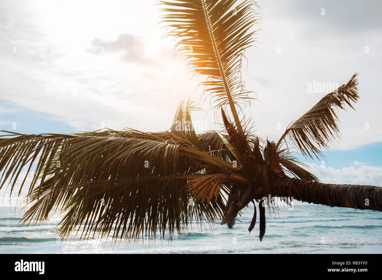 Coconut tree at sea with the sunlight Stock Photo - Alamy