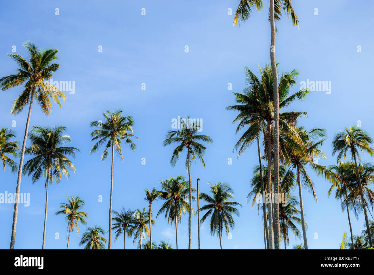 Coconut tree at sky with color background Stock Photo - Alamy