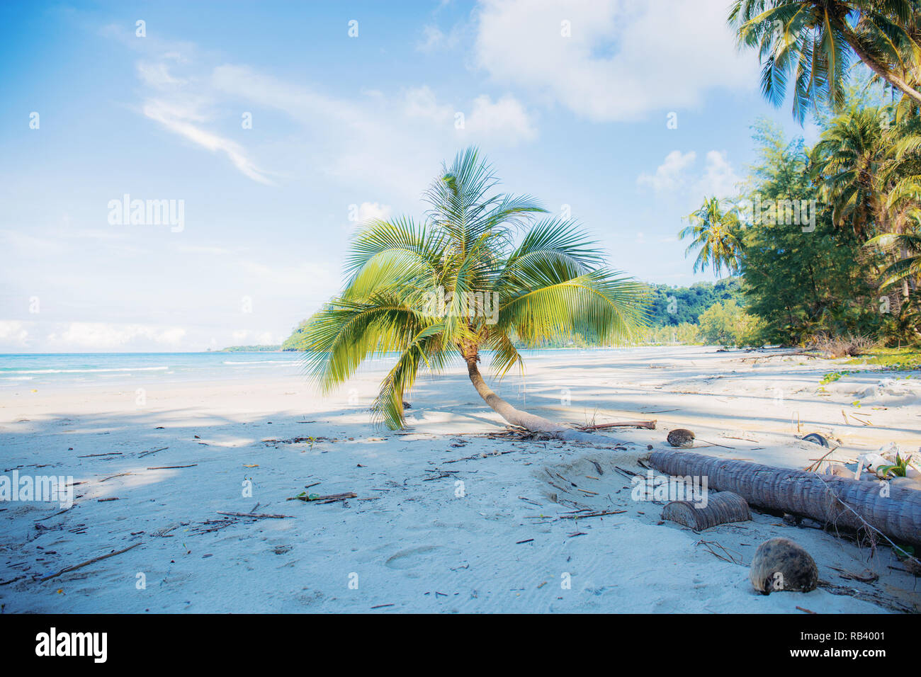 Coconut tree on beach with the sky Stock Photo - Alamy
