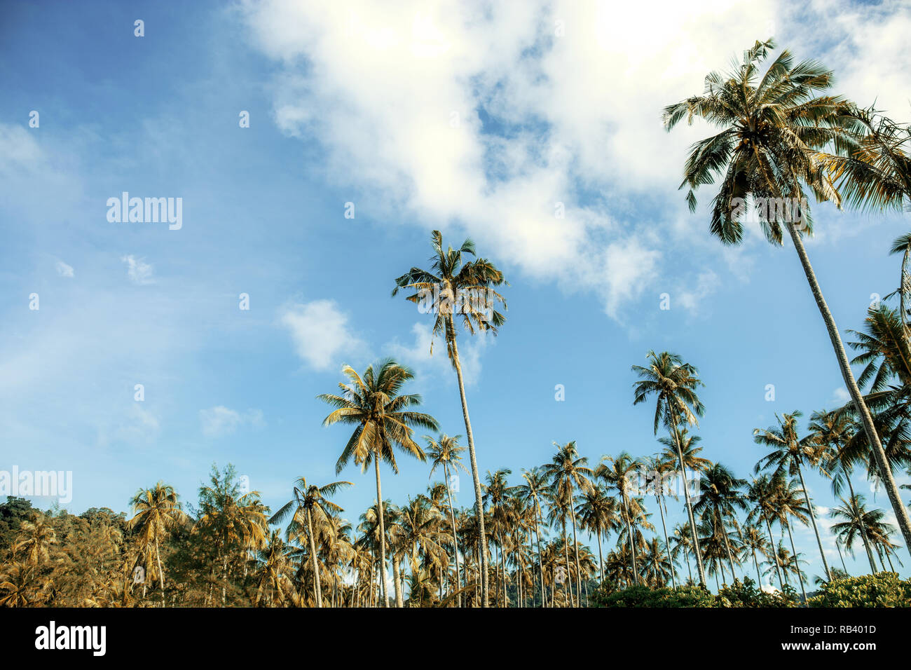 Coconut tree on plantation at sky background Stock Photo - Alamy