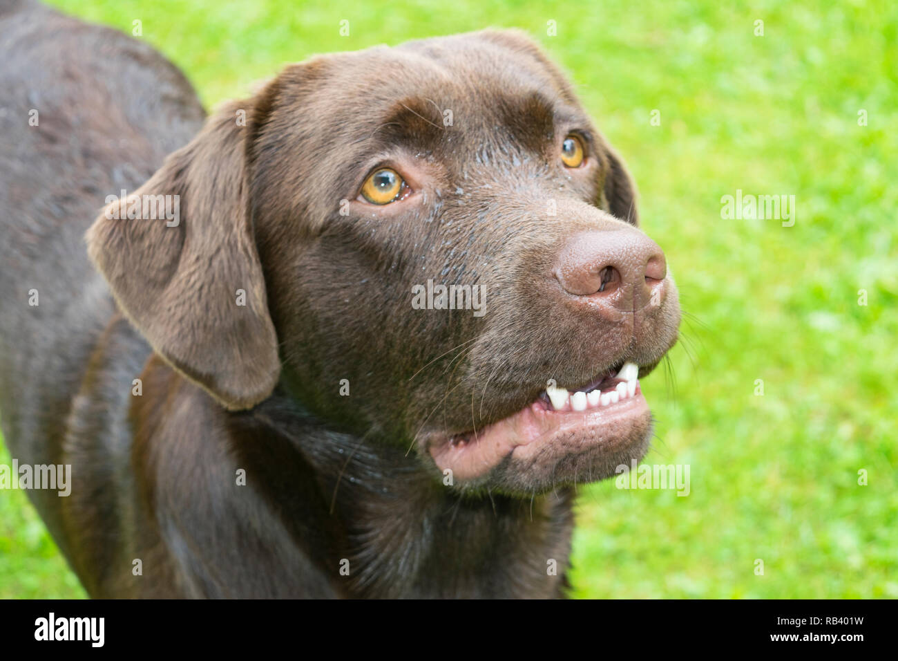 Brown Chocolate Labrador retriever. Dog on the green grass Stock Photo ...