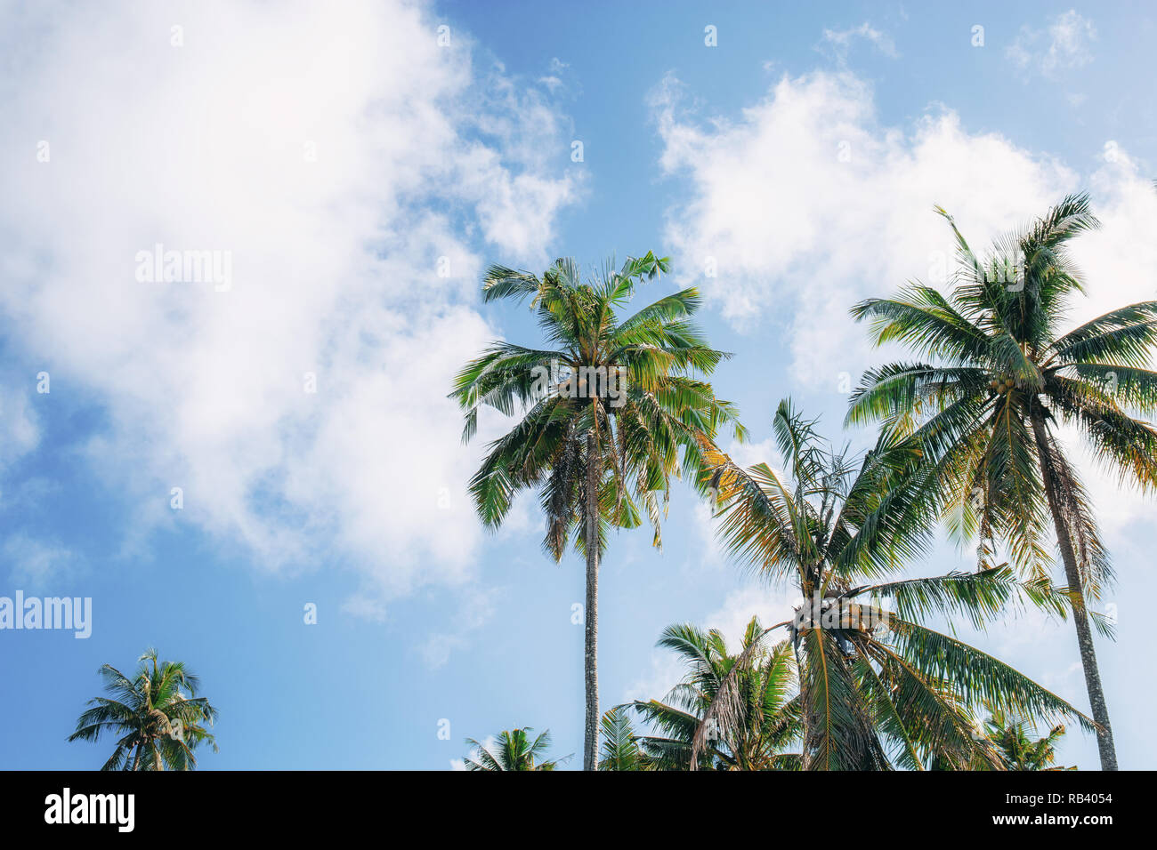 Coconut tree at the sky with background Stock Photo - Alamy