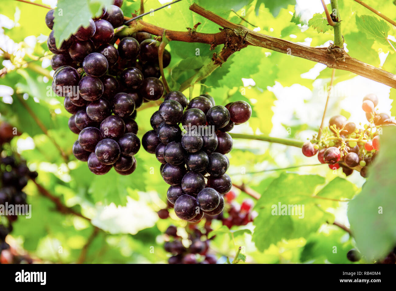 Red grapes on tree in farm at sunlight Stock Photo - Alamy
