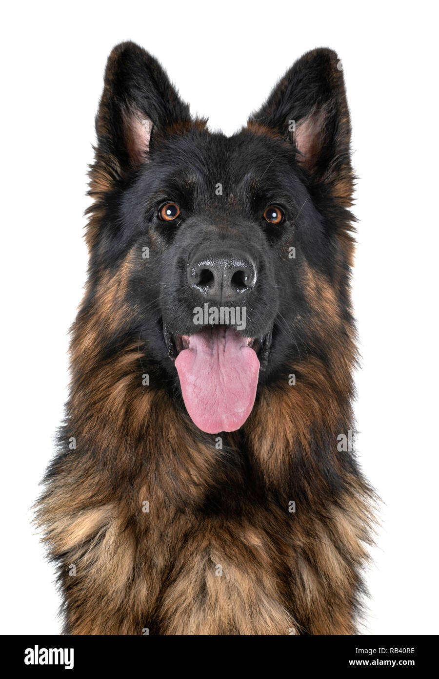 german shepherd in front of white background Stock Photo - Alamy