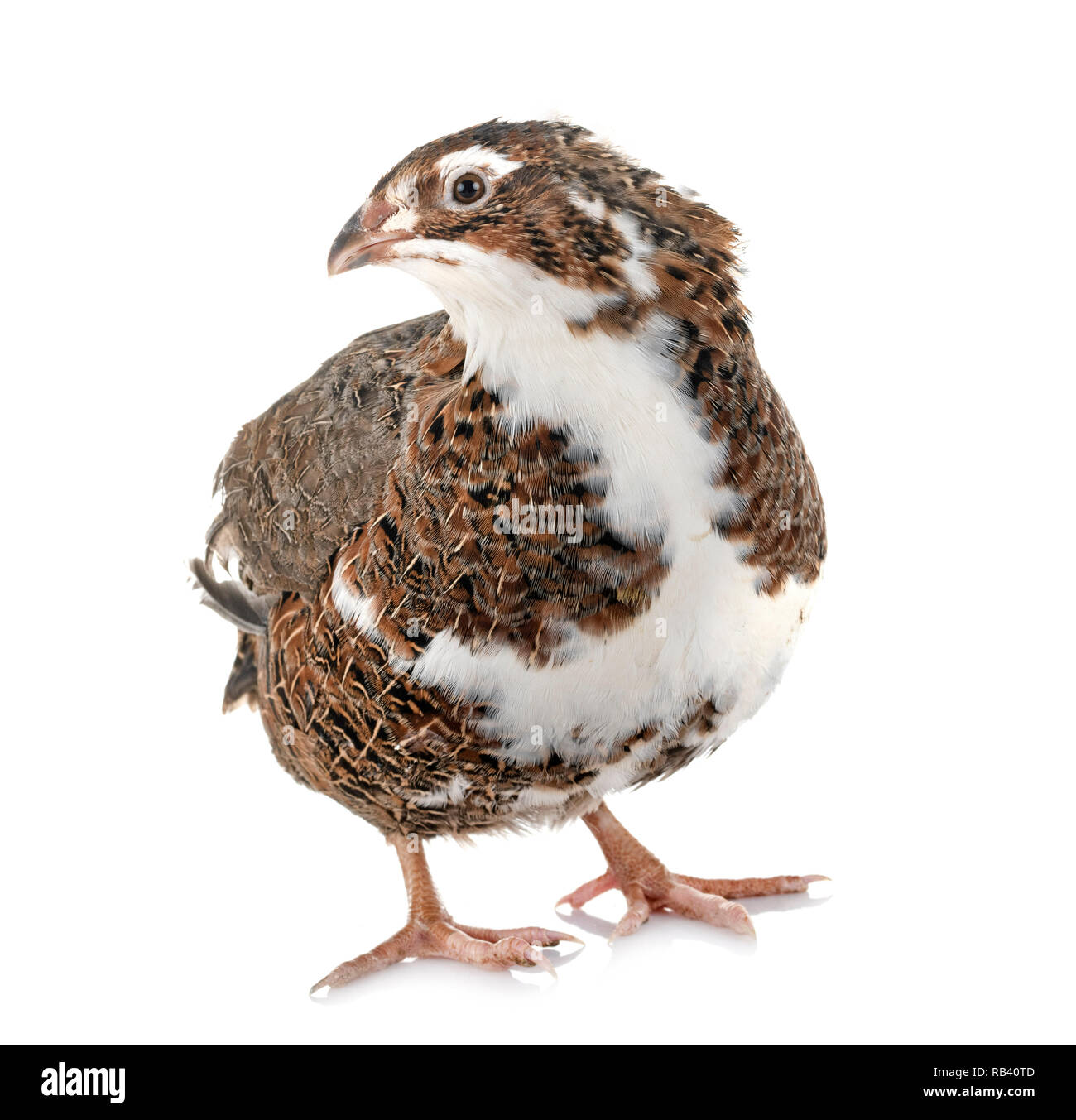 Japanese quail in front of white background Stock Photo - Alamy