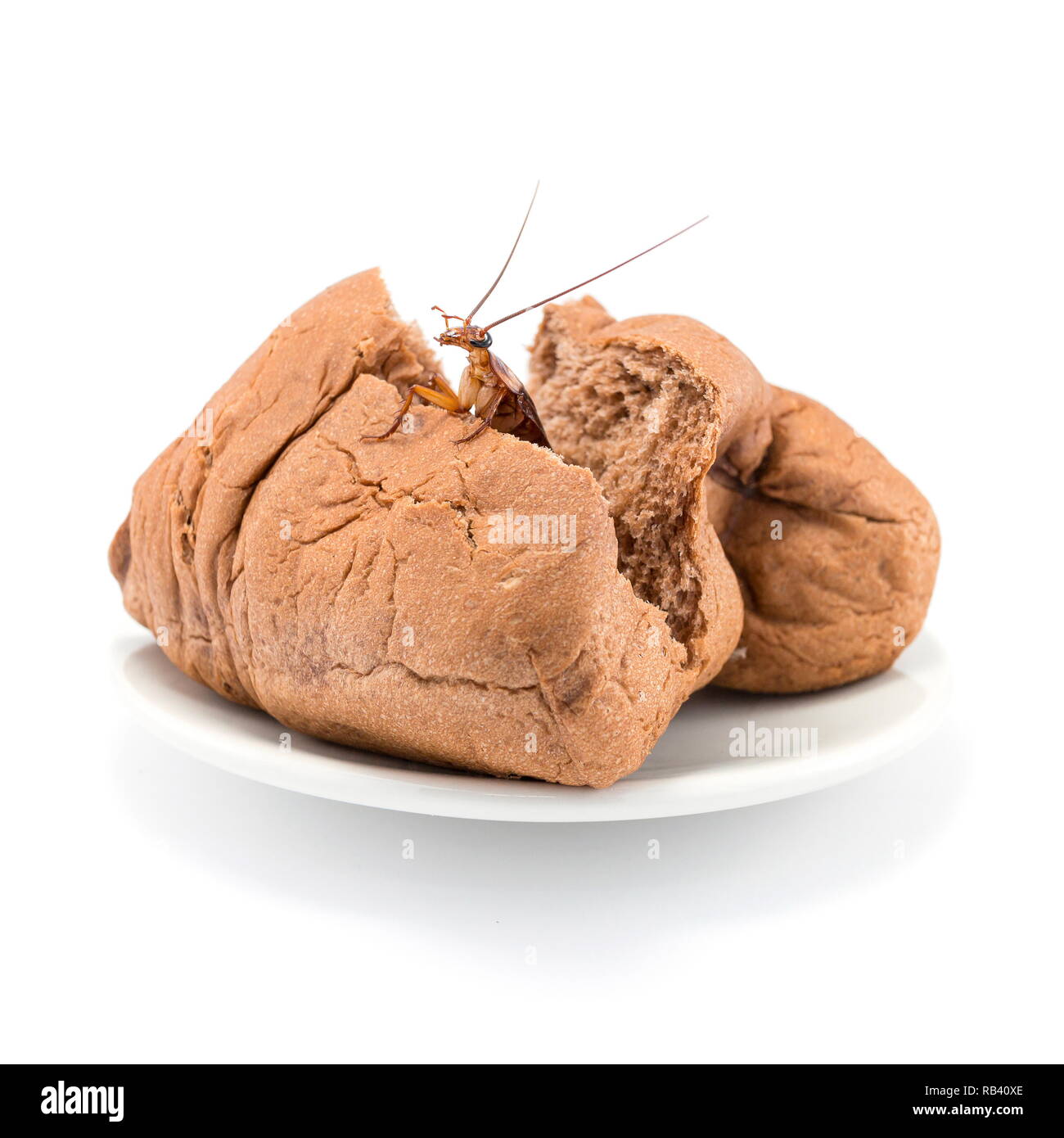 Close up cockroach on a Bread on a white plate isolated on a white ...