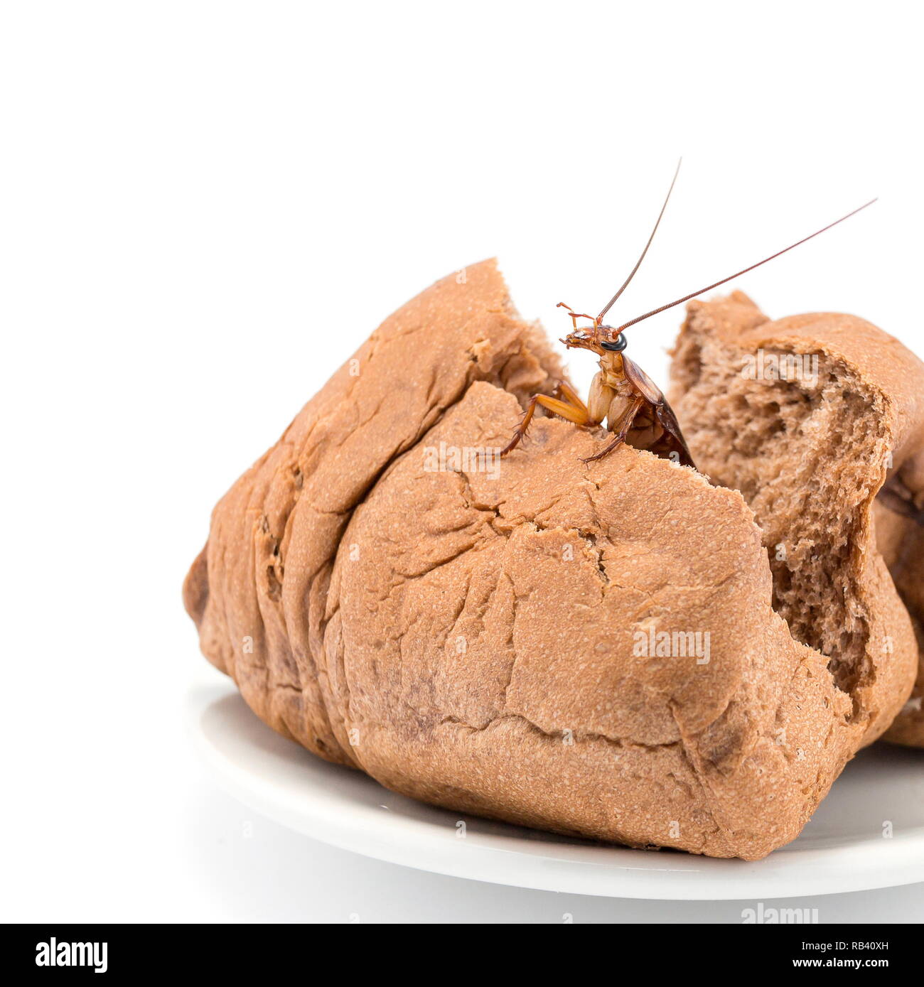 Close up cockroach on a Bread on a white plate isolated on a white ...