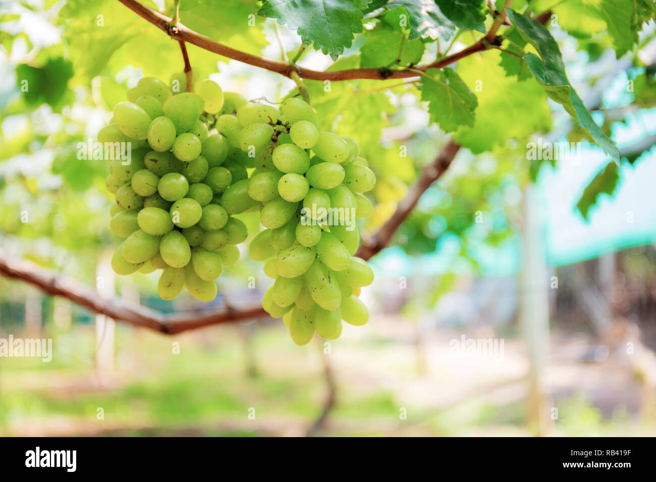 White grapes growing in the vineyard of Thailand Stock Photo - Alamy
