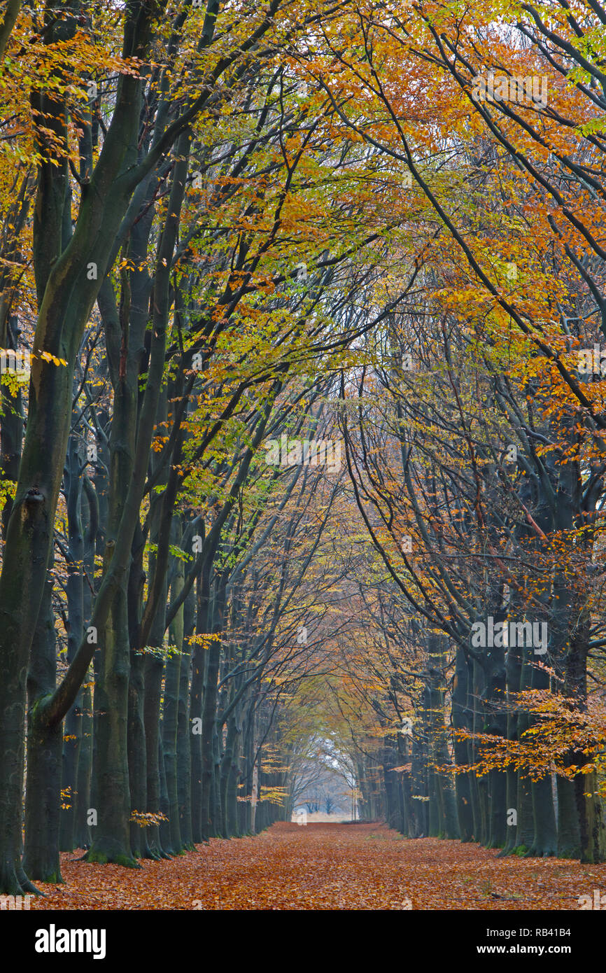 Straight path hi-res stock photography and images - Alamy