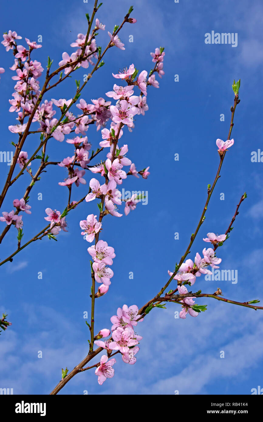 Spring Sunshine Peach Stock Photos & Spring Sunshine Peach Stock Images ...