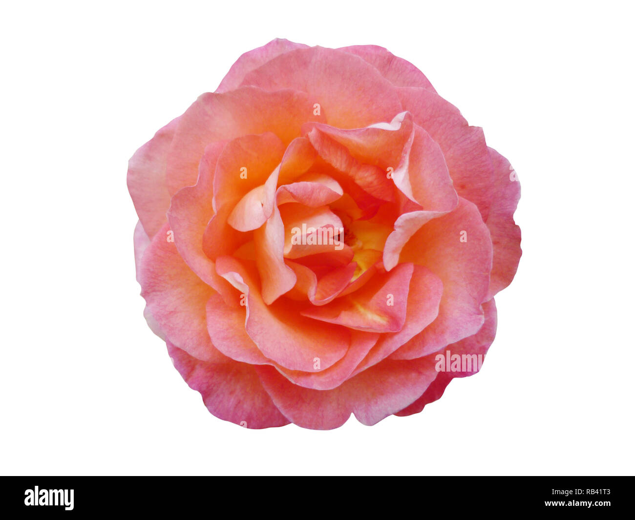 Mellow rose hi-res stock photography and images - Alamy