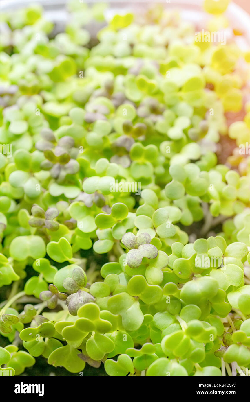 Mustard seedlings. Floral background. Growing seedlings on the window ...