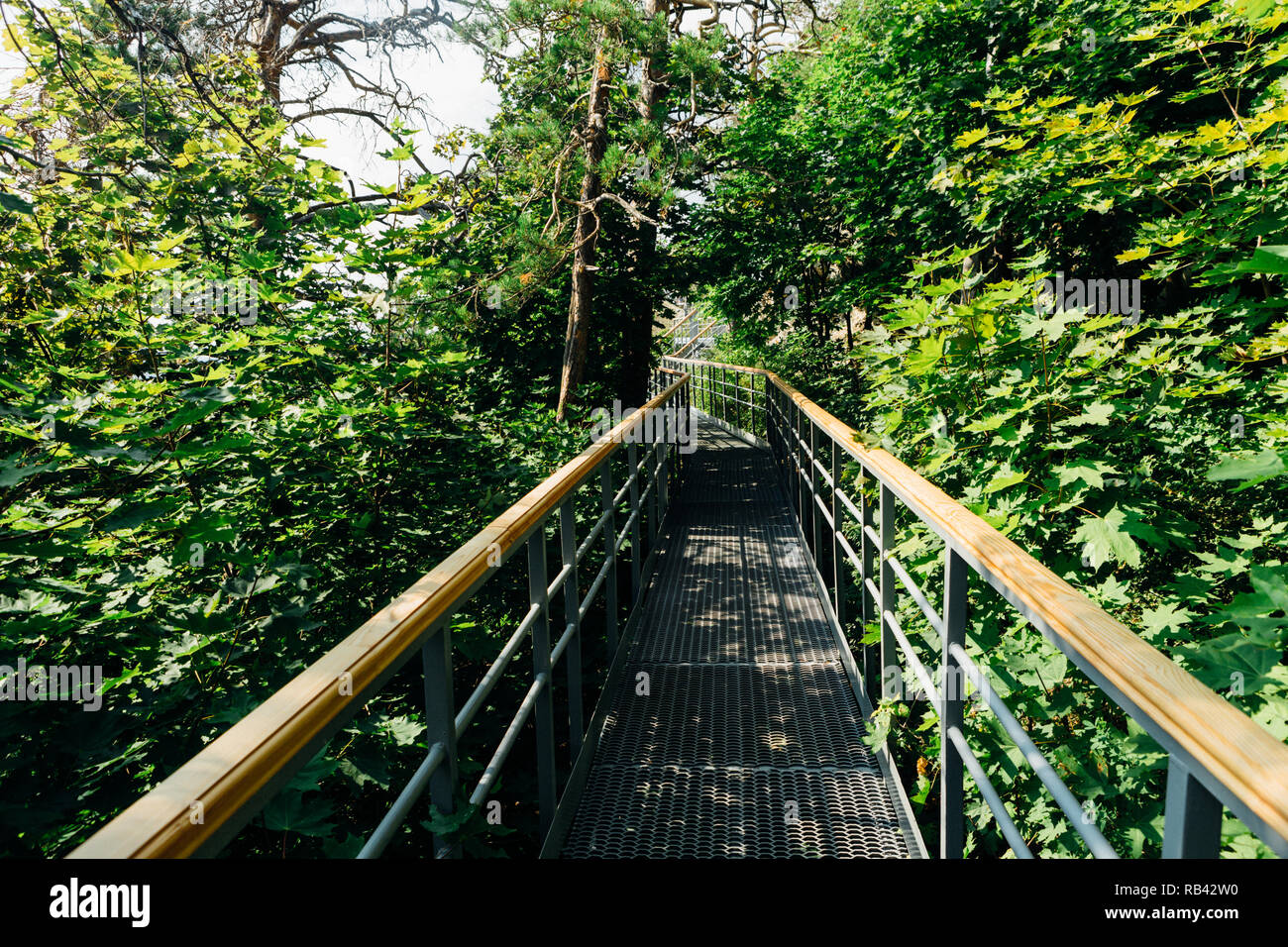 green trees and road bridge in the forest in the sunlight Stock Photo ...