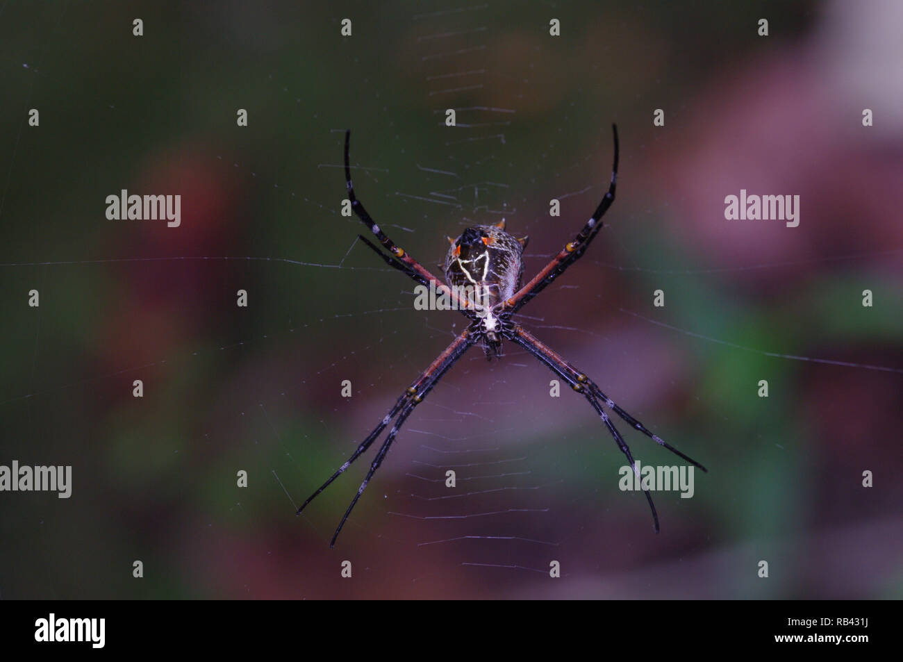 Ecuador Spiders High Resolution Stock Photography and Images - Alamy