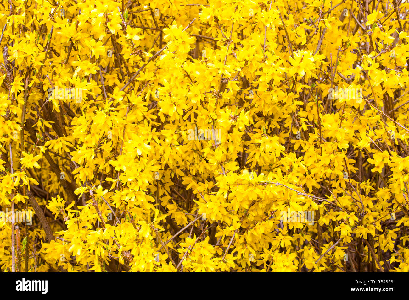 Spring yellow Forsythia europaea flowers blossom texture Stock Photo ...