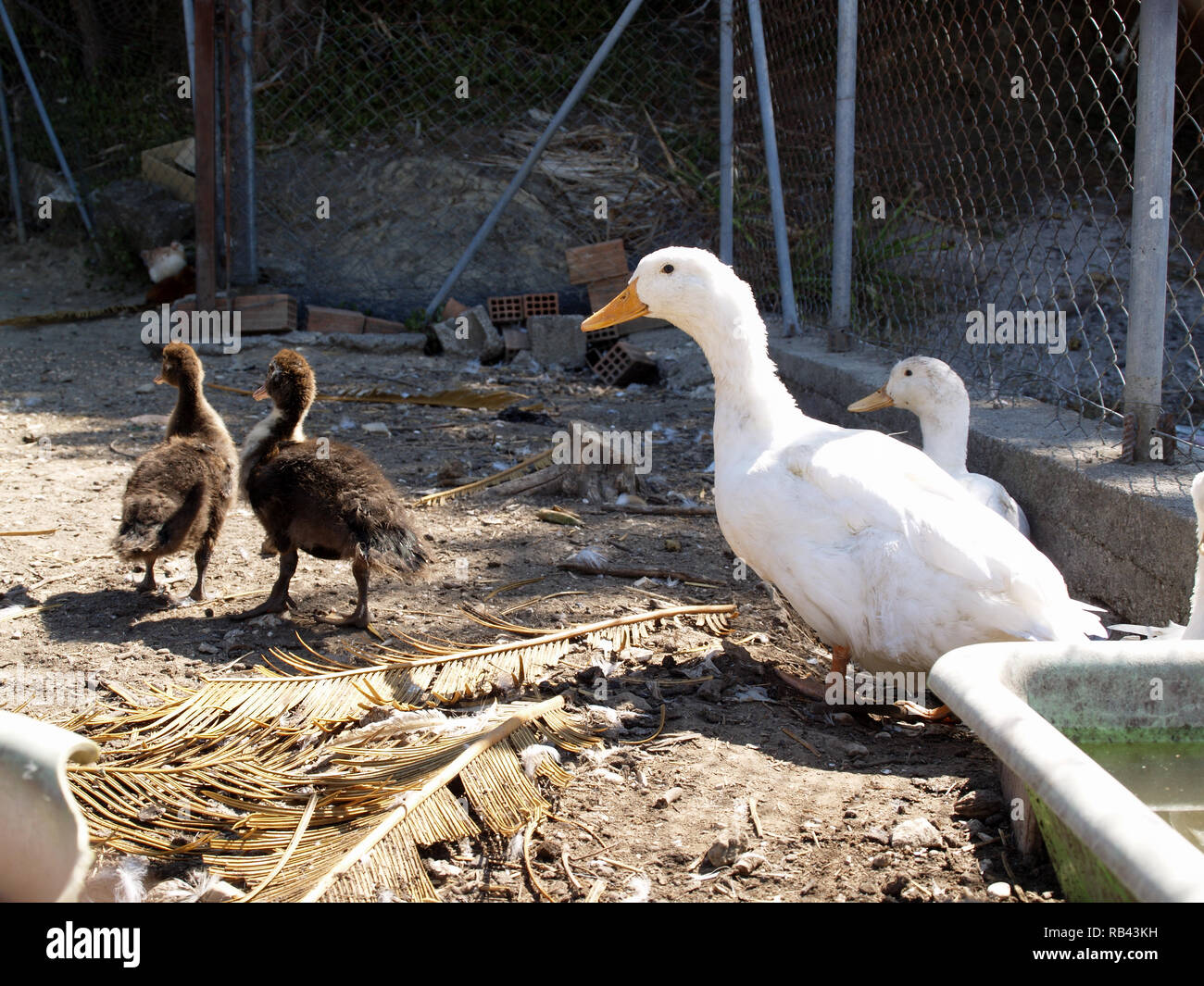 Pair of geese with two baby goslings Stock Photo - Alamy