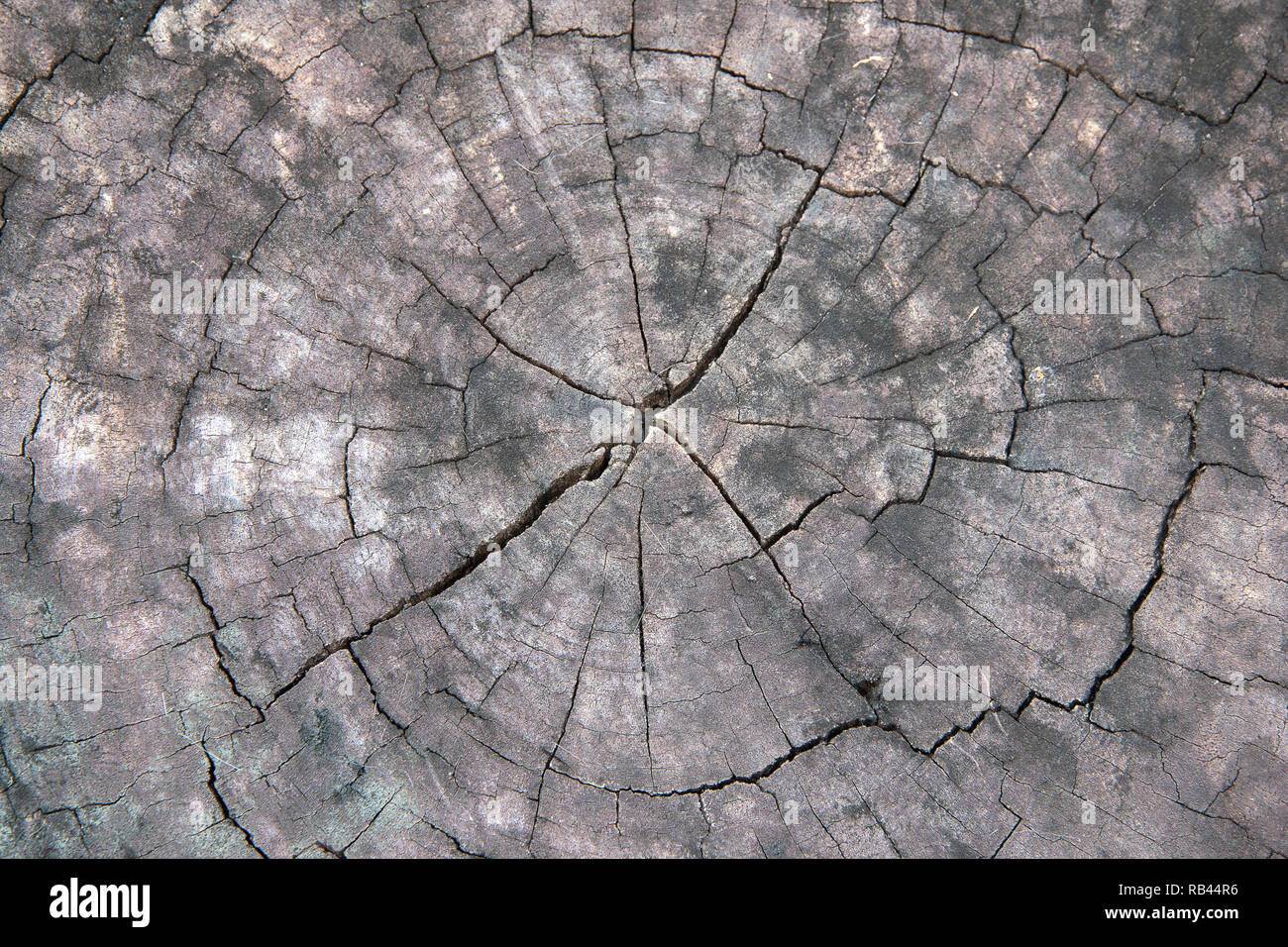 Close up surface wood of cut tree texture and background Stock Photo ...