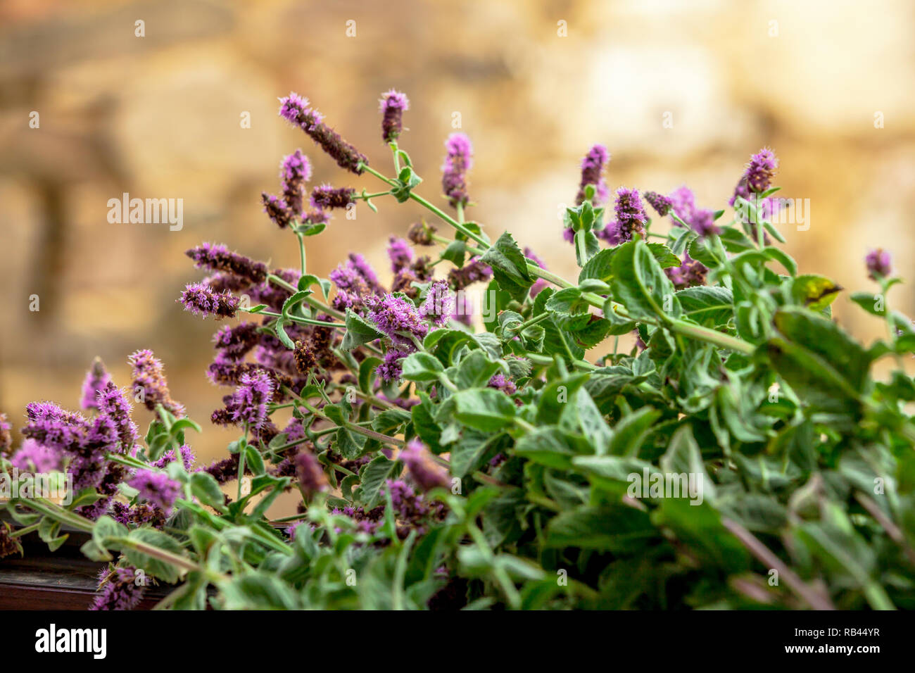 Wild mint hi-res stock photography and images - Alamy