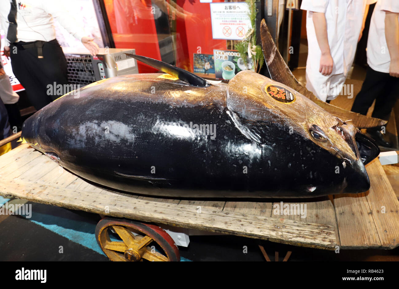Record Tuna Price