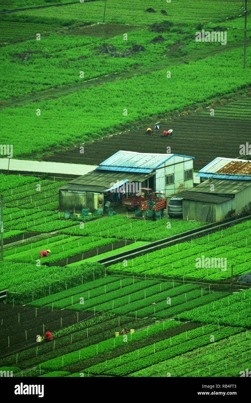 Nanning, Nanning, China. 5th Jan, 2019. Nanning, CHINA-Peasants are ...