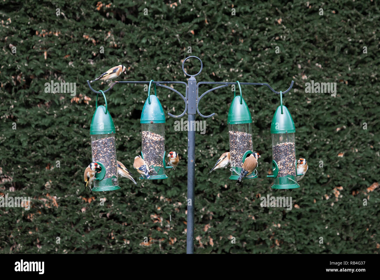 Finches of europe hi-res stock photography and images - Alamy