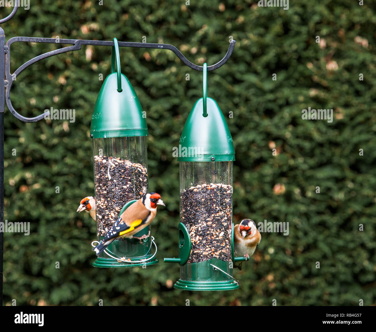 Irish green finch hi-res stock photography and images - Alamy