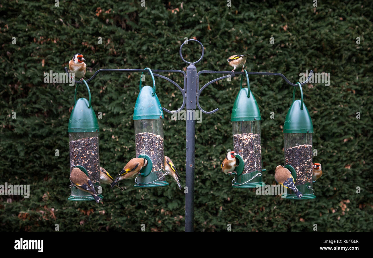 Finches of europe hi-res stock photography and images - Alamy