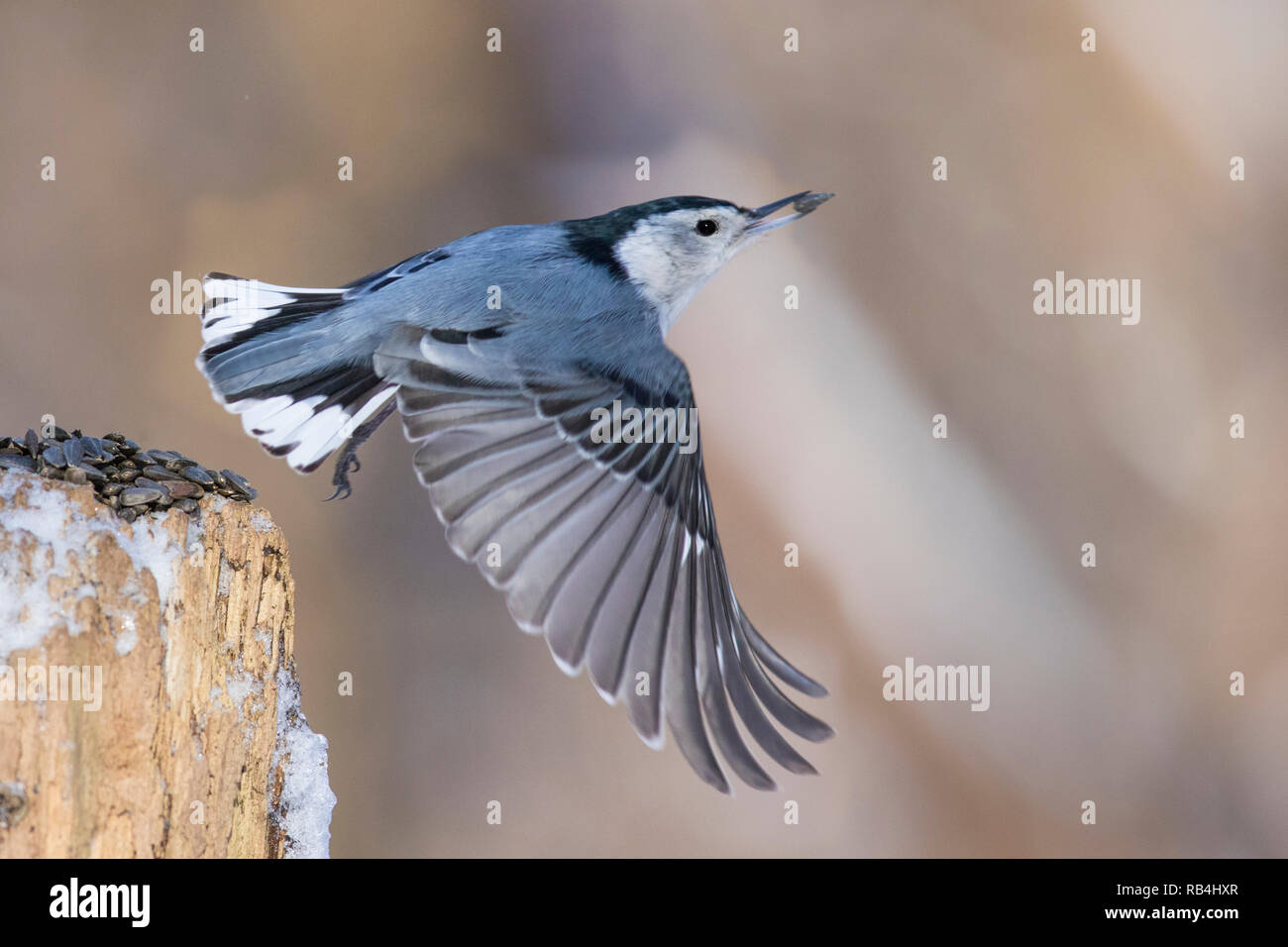 White Breasted Nuthatches High Resolution Stock Photography and Images - Alamy