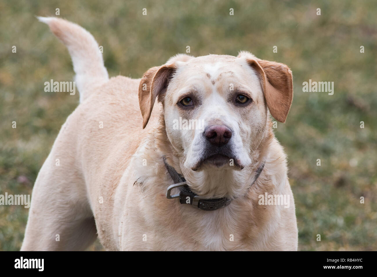 yellow labrador dog with mud on its face and chest Stock Photo - Alamy