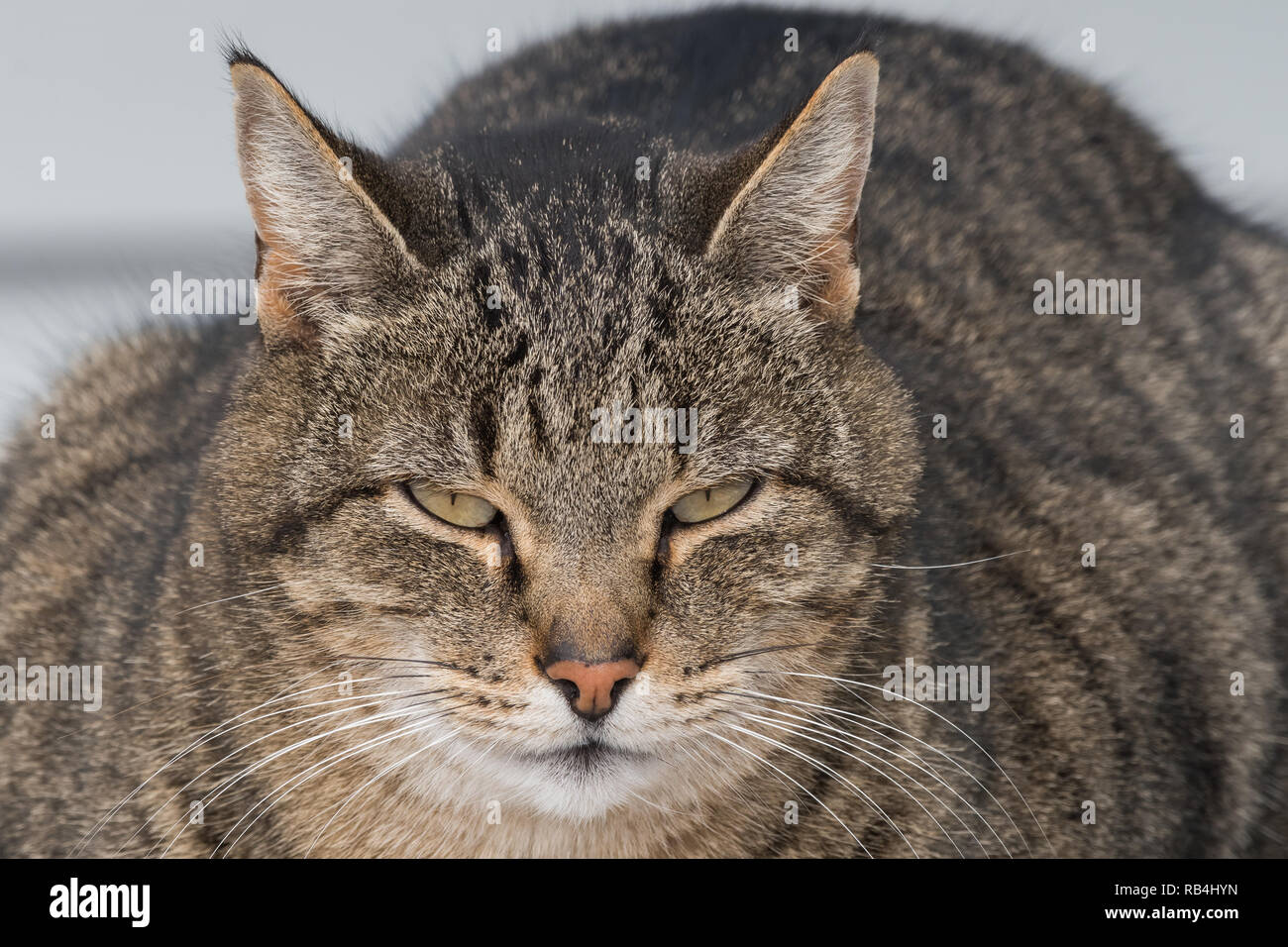 Tabby cat face hi-res stock photography and images - Alamy
