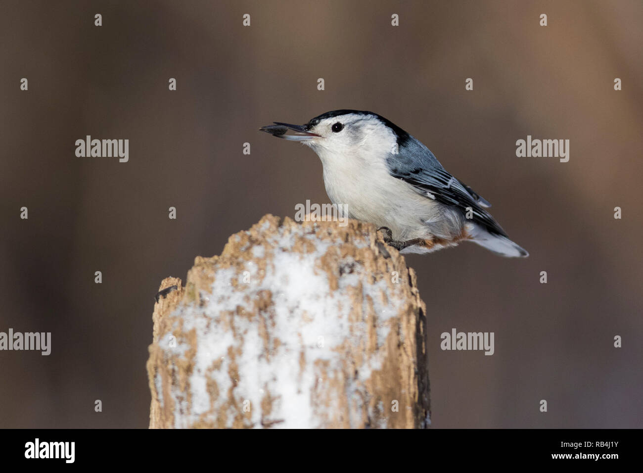 Nuthatch in flight hi-res stock photography and images - Alamy
