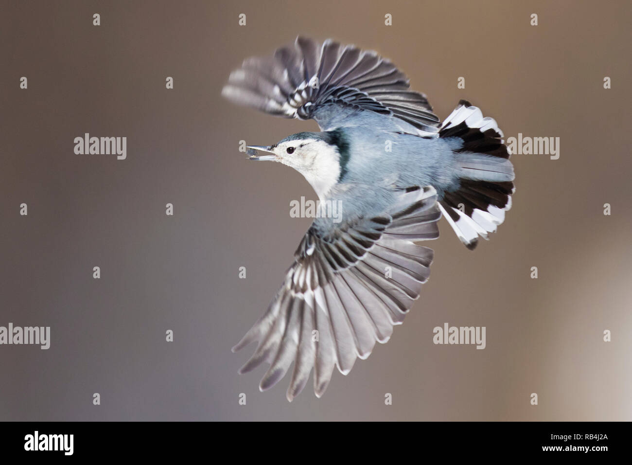 White-breasted Nuthatches in winter Stock Photo - Alamy
