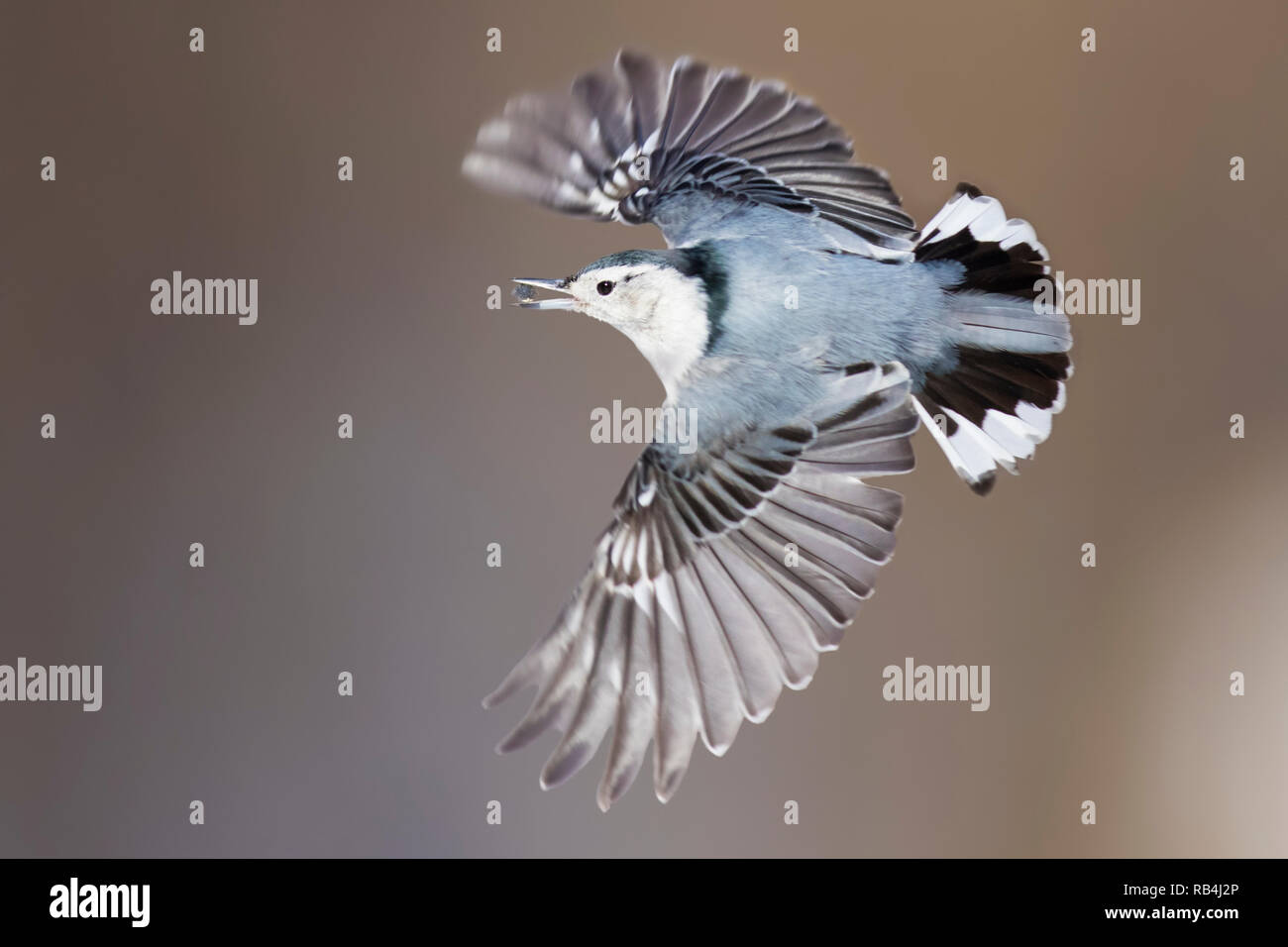 Nuthatch in flight hi-res stock photography and images - Alamy