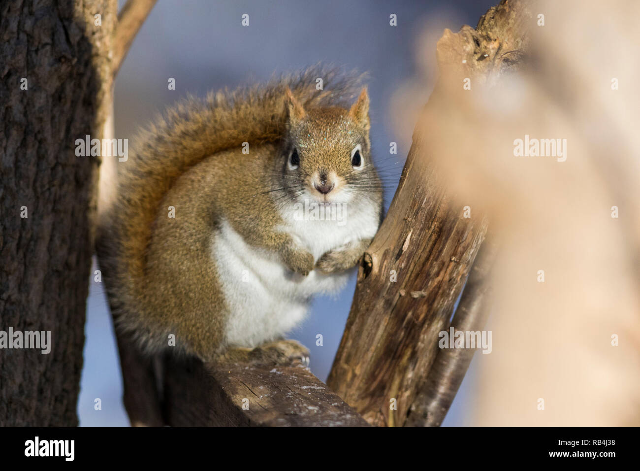 American red squirrel (Tamiasciurus hudsonicus) in winter Stock Photo ...