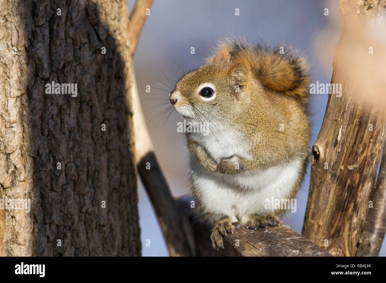 Little red squirrel in fall hi-res stock photography and images - Alamy