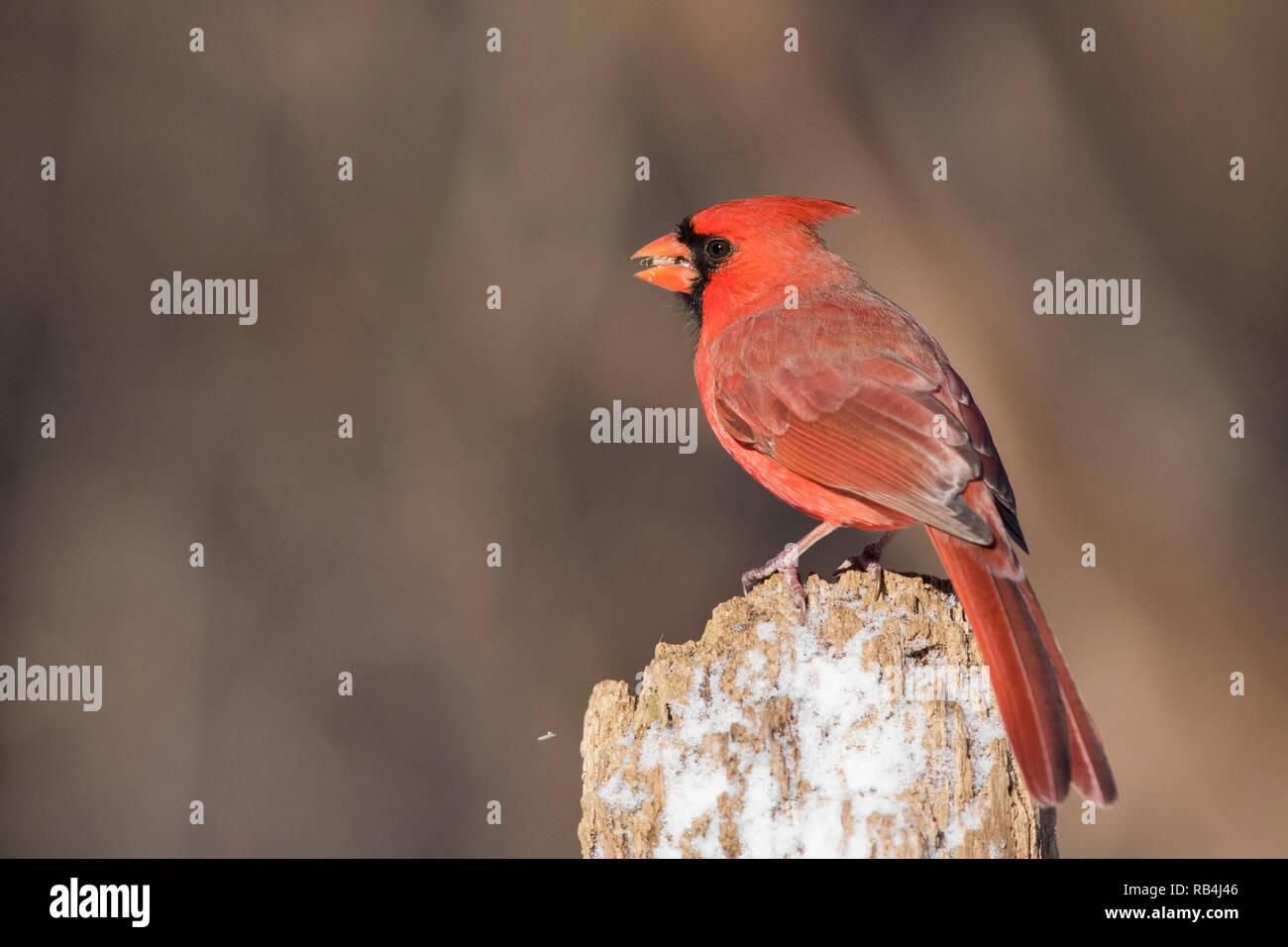 male cardinal in winter Stock Photo - Alamy