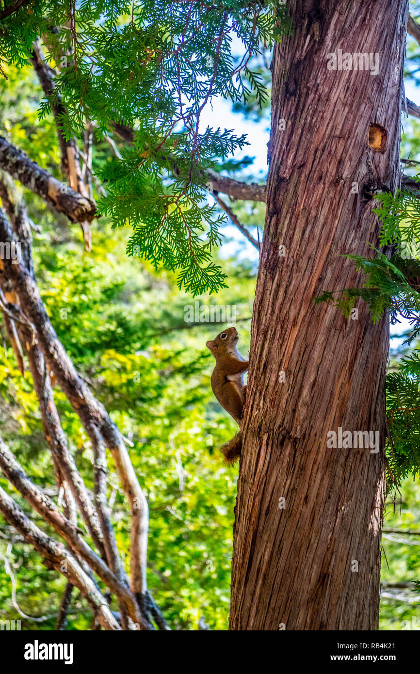 A brown Eastern chipmunk in Acadia National Park, Maine Stock Photo - Alamy