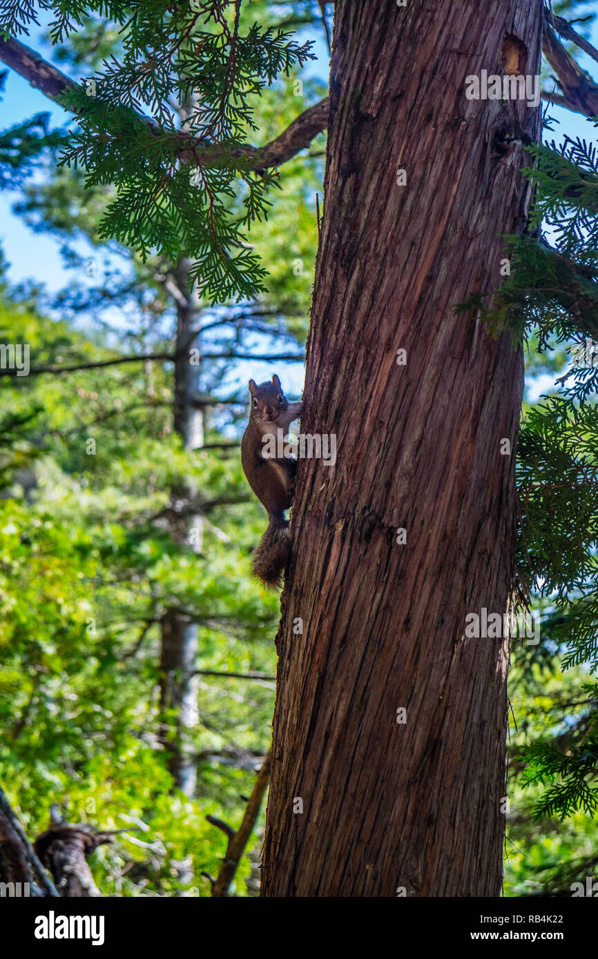 A brown Eastern chipmunk in Acadia National Park, Maine Stock Photo - Alamy