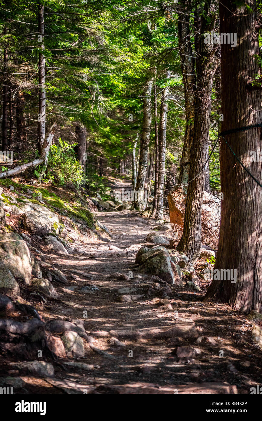 A gorgeous view of the forest in Acadia National Park, Maine Stock ...