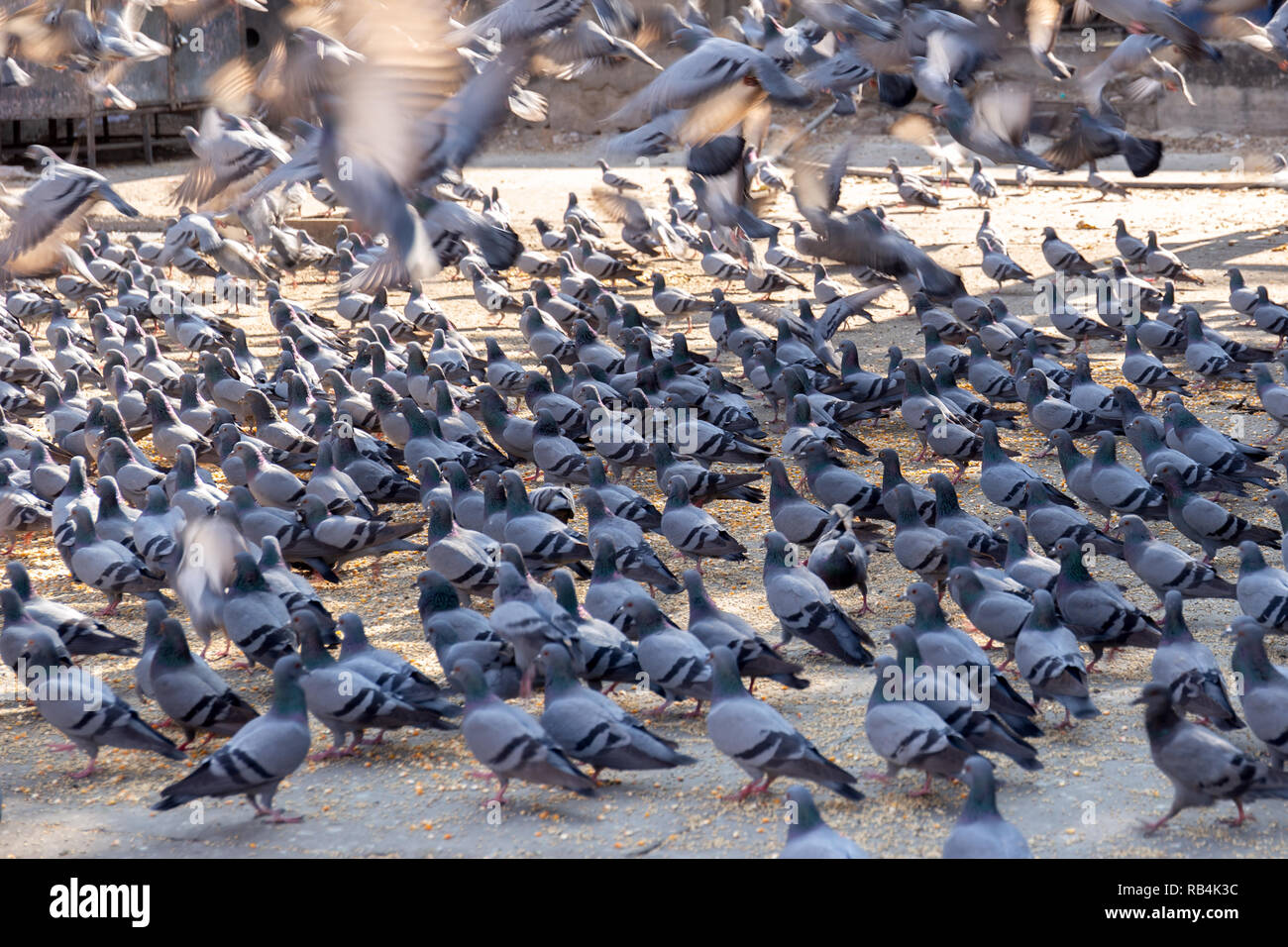 Large group pigeons sitting hi-res stock photography and images - Alamy