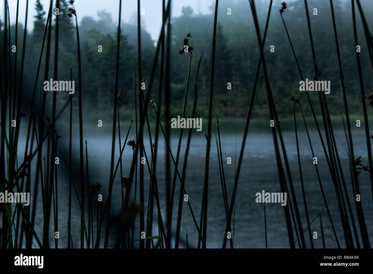 Pond at Sand Beach in Acadia National Park, Maine Stock Photo - Alamy