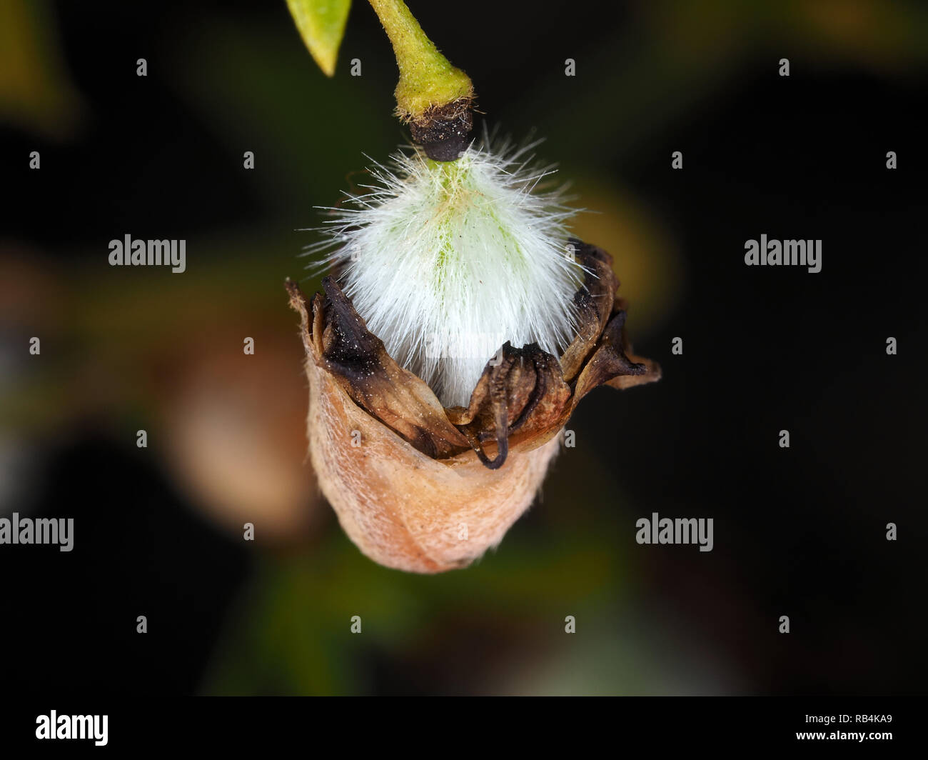 Creosote fruit hi-res stock photography and images - Alamy