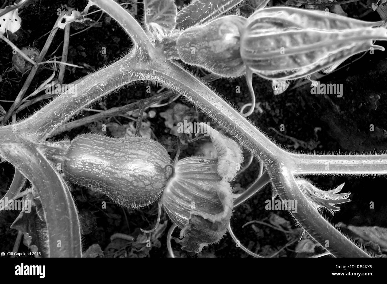 Black and white photograph of a butternut Squash plant showing in ...