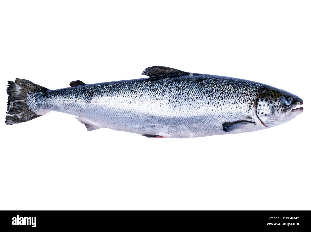 Salmon fish isolated on white background. Fresh wild salmon isolated on ...