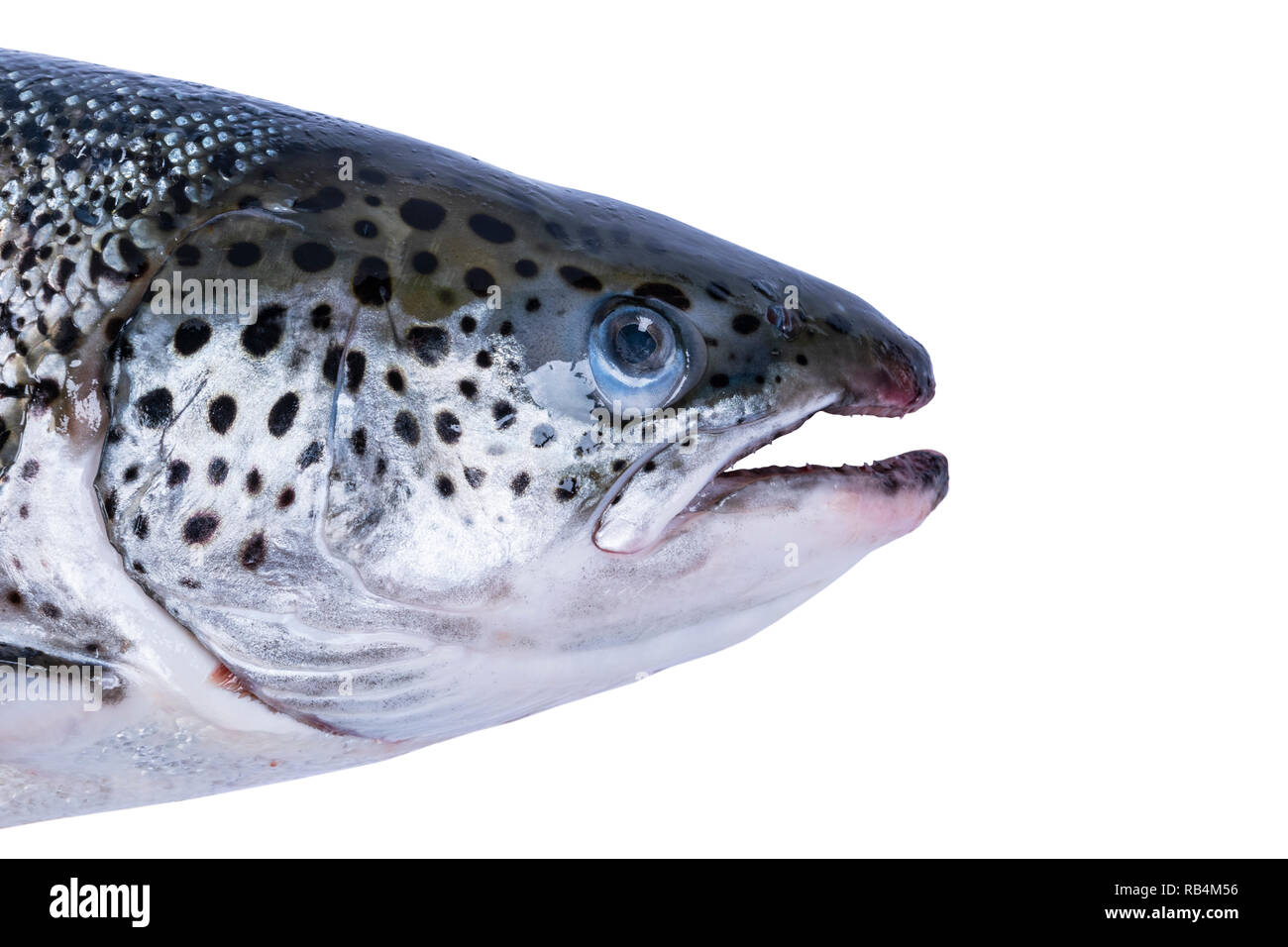 Salmon fish isolated on white background. Fresh wild salmon isolated on ...