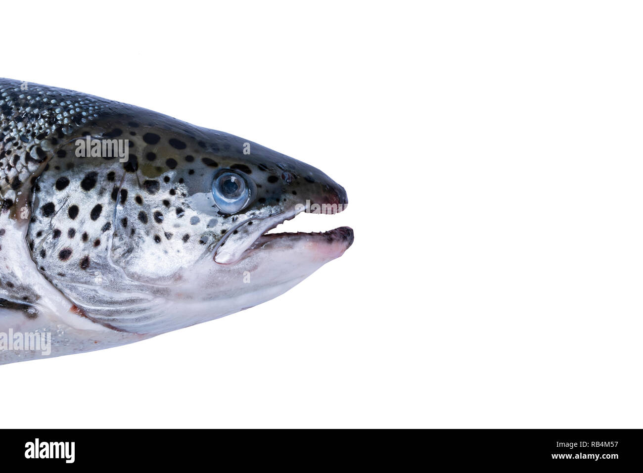 Salmon fish isolated on white background. Fresh wild salmon isolated on ...