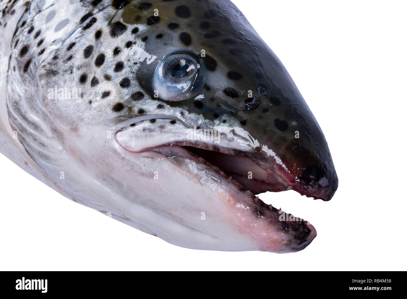 Salmon fish isolated on white background. Fresh wild salmon isolated on ...